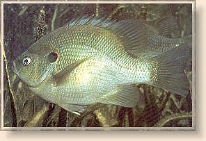 "Fly Fishing for Strawberry Bass - Fly Angler's OnLine Pan Fish Part 158"