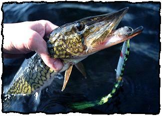 Fly Angler's OnLine "Pan Fish Part 73 - week 112 - Pickerel