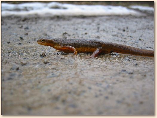 Hemlock Trout