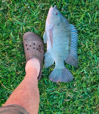 Hula "type" popper - All about flies - FlyAnglers Online