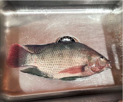 Hula "type" popper - All about flies - FlyAnglers Online